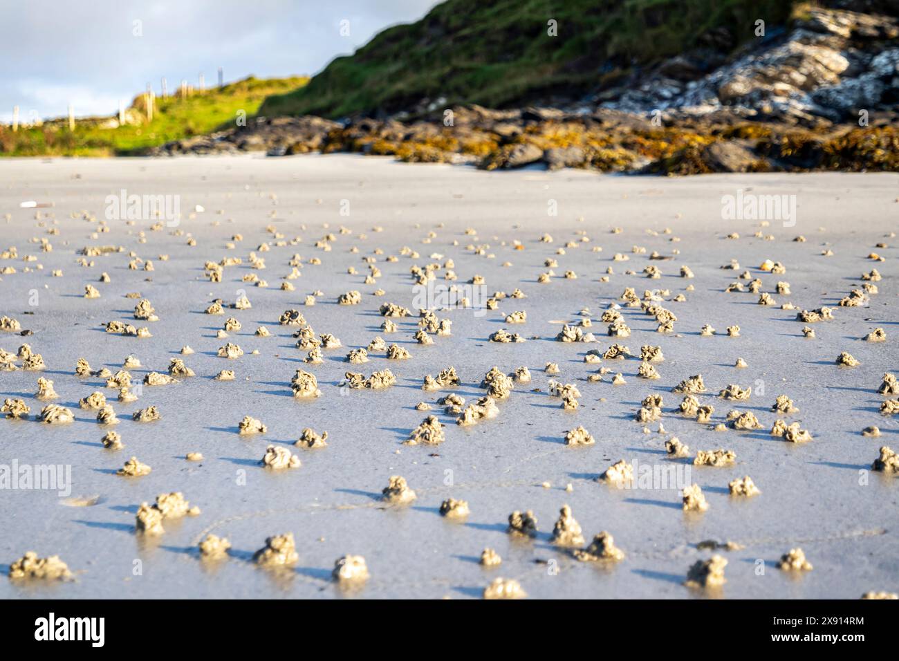 Blow lugworm poo on the west coast of Ireland - Arenicola Marina Stock ...