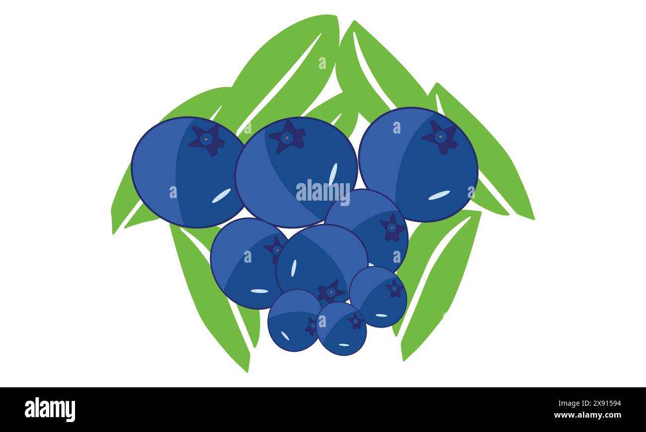 Vector blueberry hi-res stock photography and images - Alamy