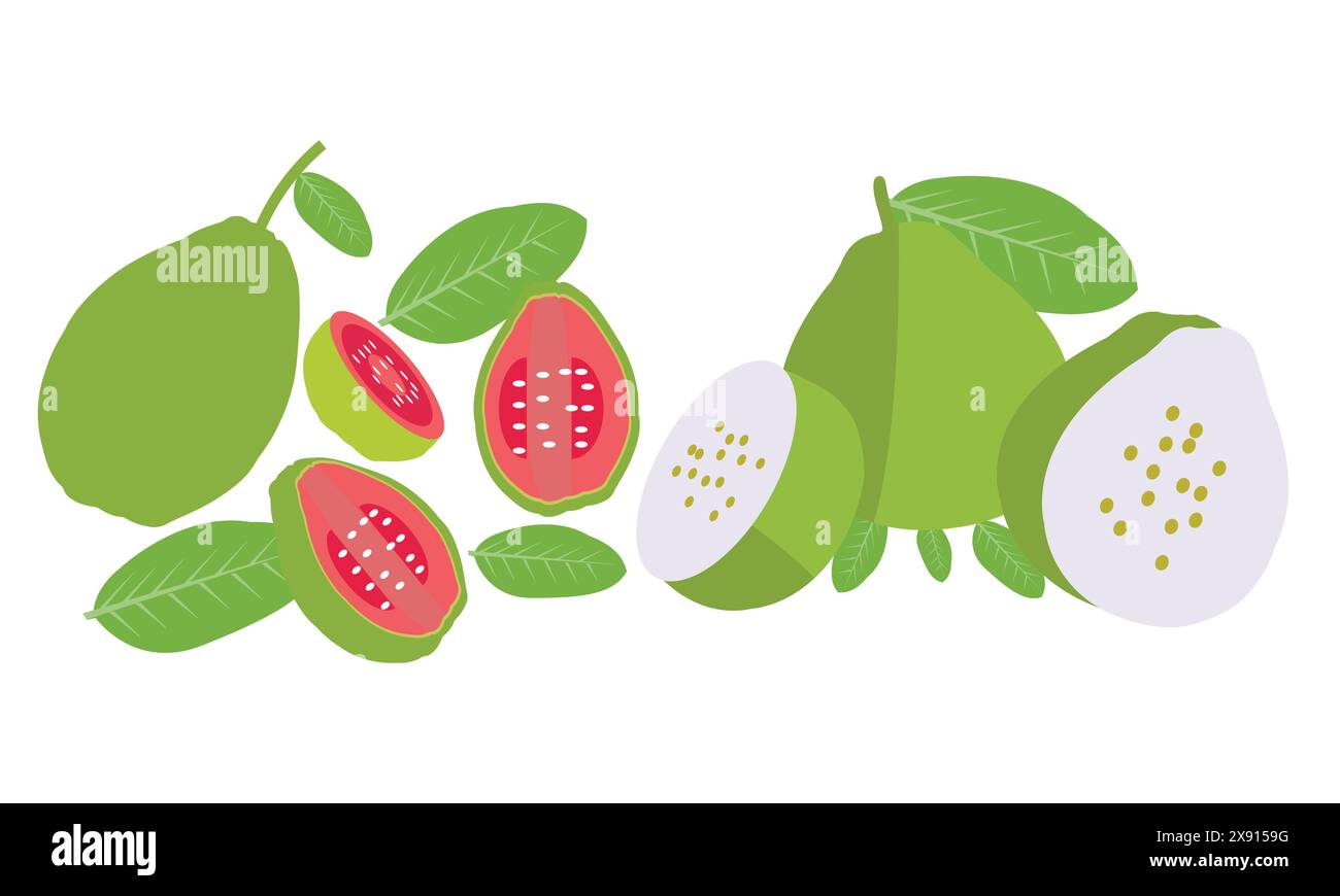 Guava Vector And Illustration Collection Stock Vector Image & Art - Alamy