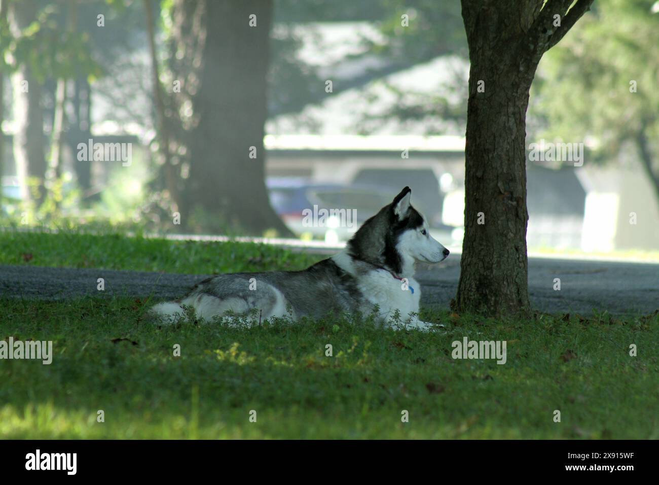 Siberian husky puppy watching sitting hi-res stock photography and ...