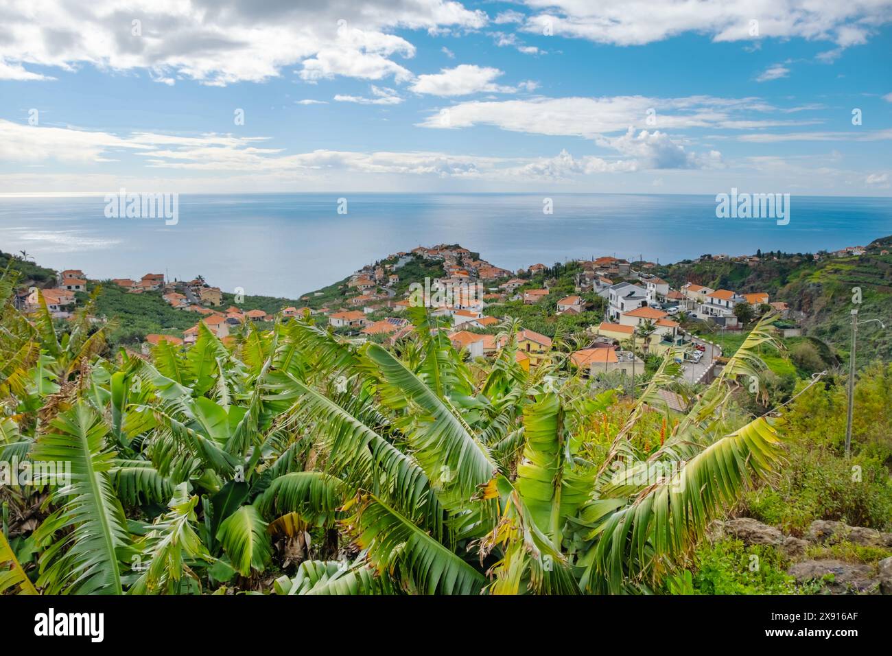 Traditional Madeiran houses in Funchal behind a banana plantation. Small farm on green hills ...