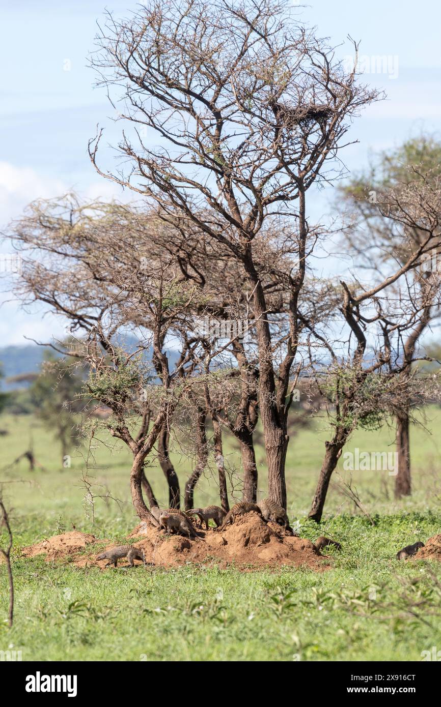 Banded Mongoose Foraging: Serengeti Social Scene Stock Photo - Alamy
