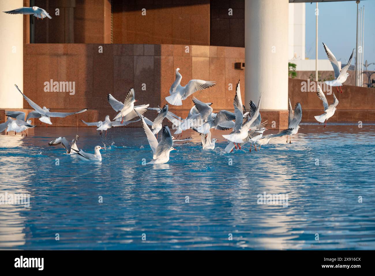 Birds taking off from the pool Stock Photo - Alamy