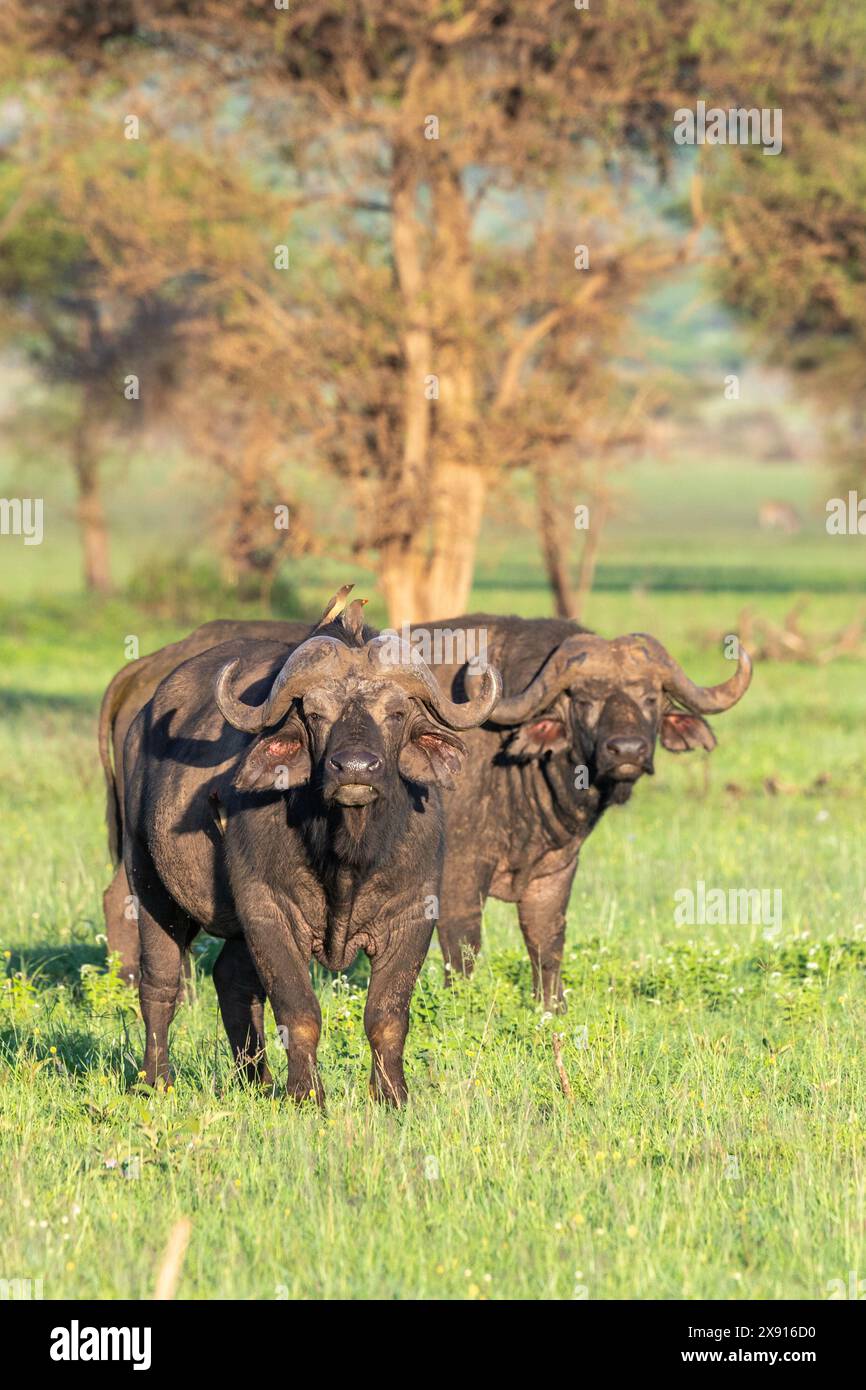 Regal bull elephant navigating the lush jungle of Amboseli, showcasing ...
