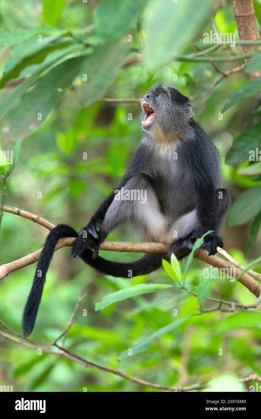 Diverse wildlife hi-res stock photography and images - Alamy