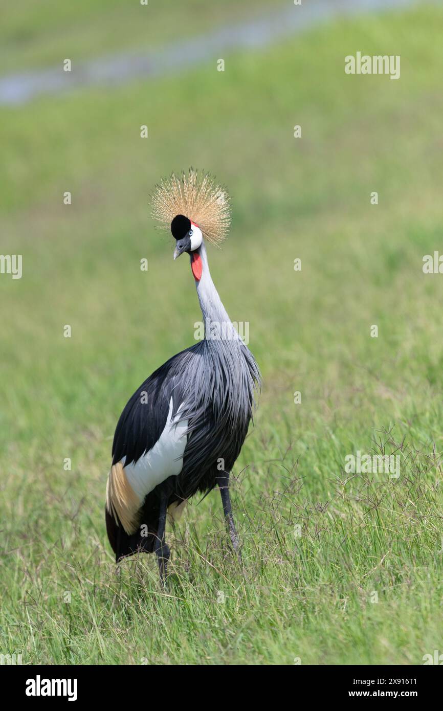 A majestic Grey Crowned Crane gracefully navigates the tranquil waters ...