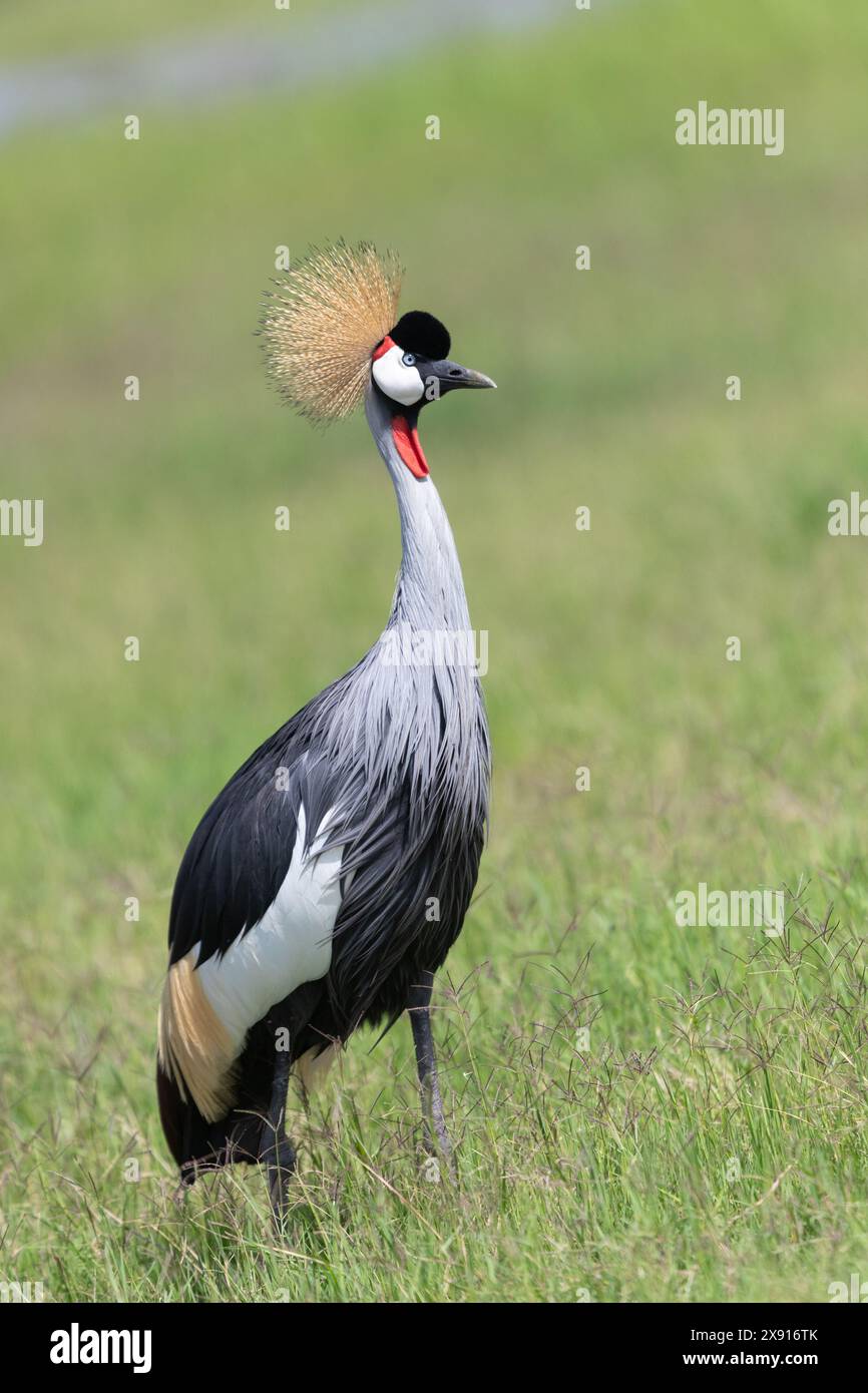A majestic Grey Crowned Crane gracefully navigates the tranquil waters ...