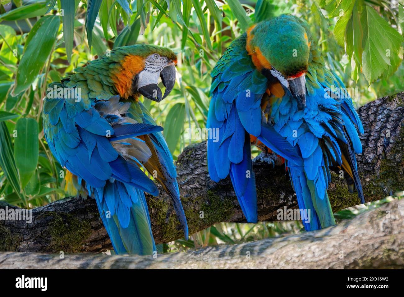 Exotic animals and wildlife hi-res stock photography and images - Alamy