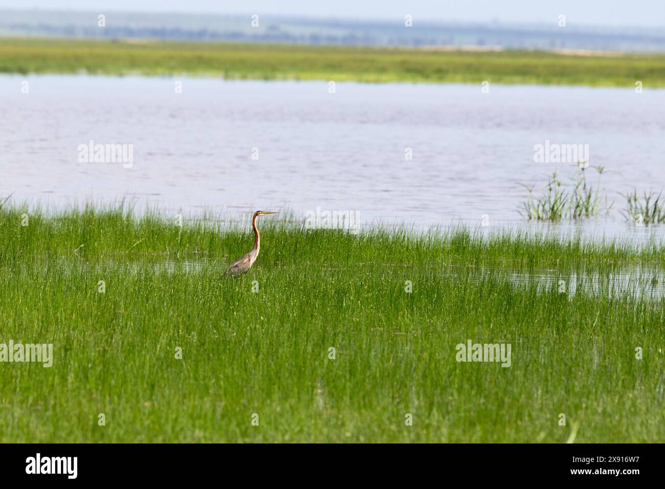 In the tranquil Amboseli swamp, a majestic Goliath heron stands tall, a ...