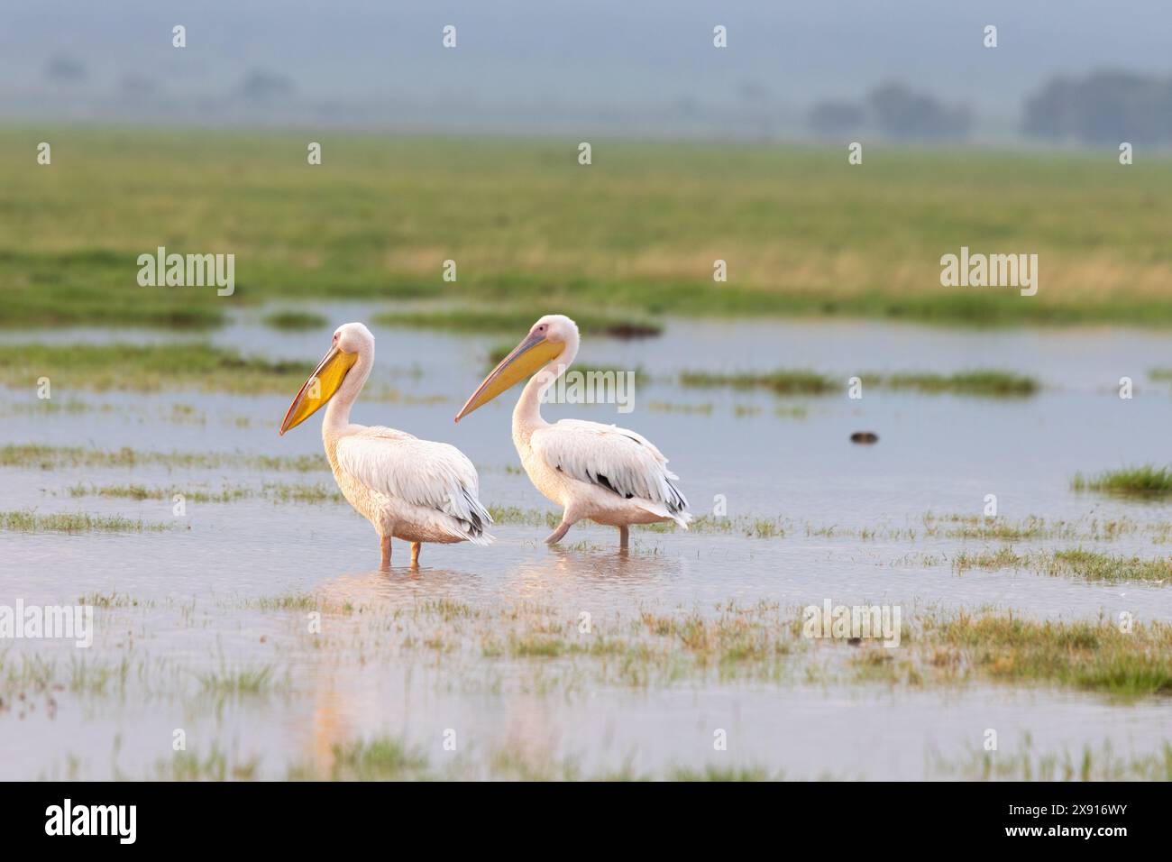 Pelicans gracefully wade through the serene swamp of Amboseli ...