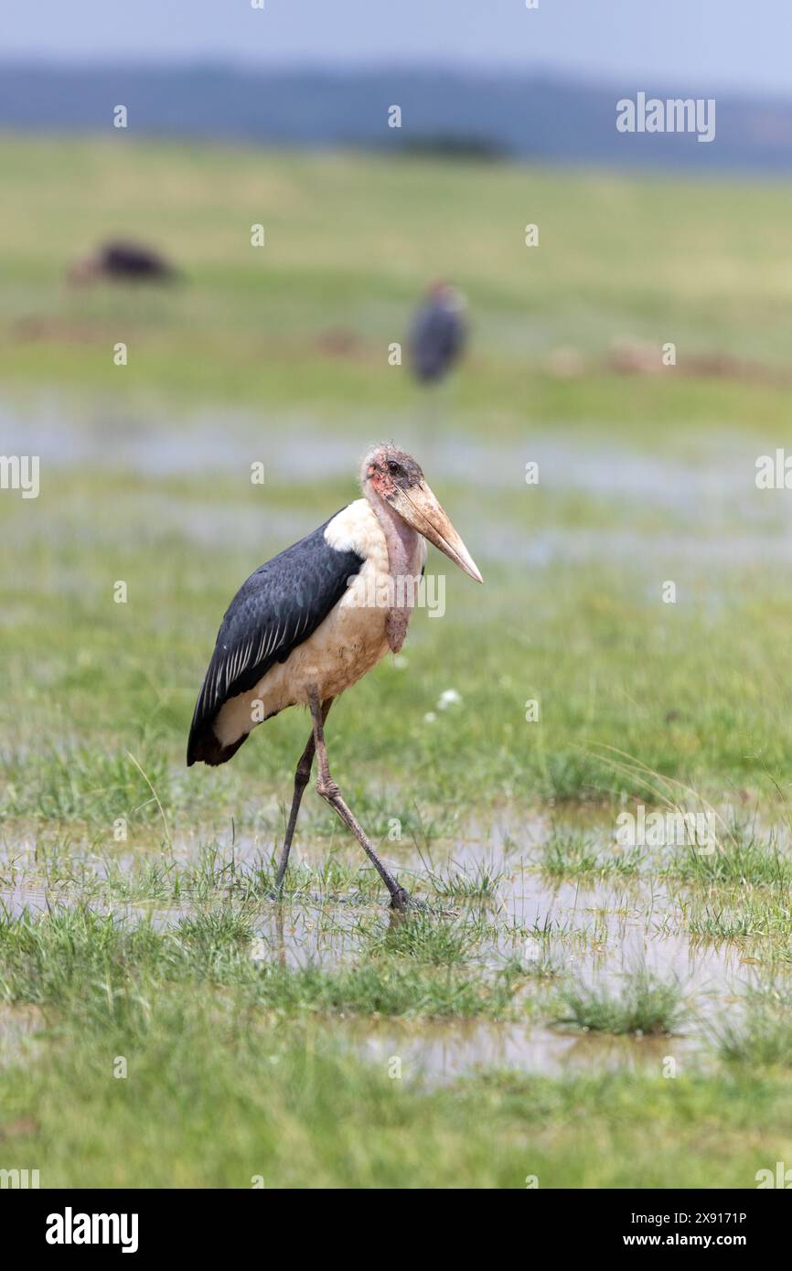 Woolly-necked stork gracefully wading through Amboseli's serene swamp ...