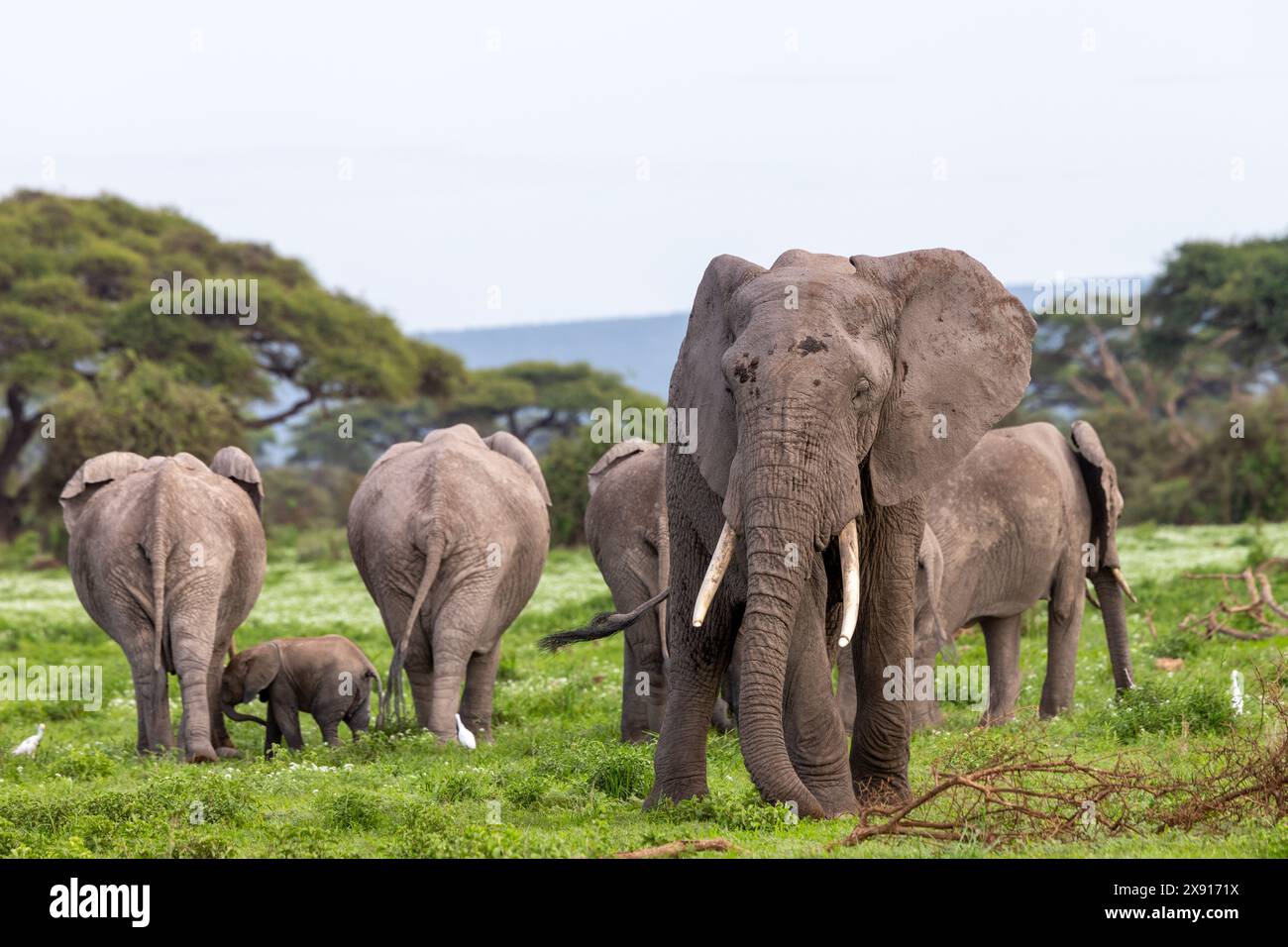 Amidst Amboseli's lush forest, a majestic herd of elephants roams freely, epitomizing the ...