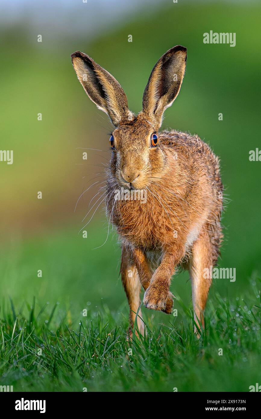Mad hare hi-res stock photography and images - Alamy