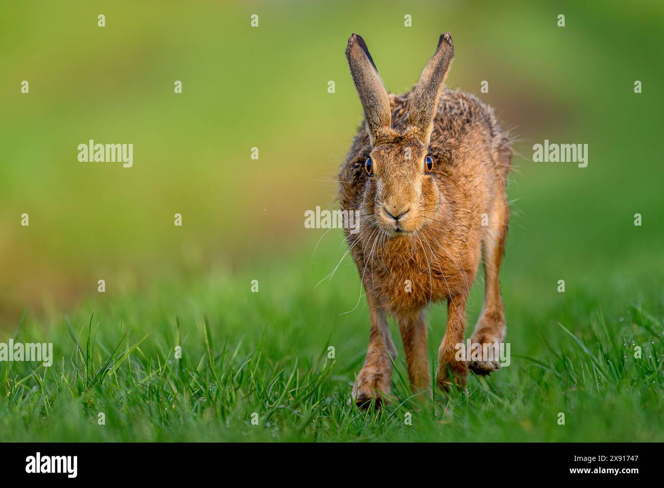 Mad hare hi-res stock photography and images - Alamy