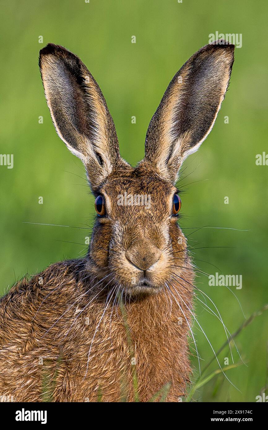 Hare ears hi-res stock photography and images - Alamy