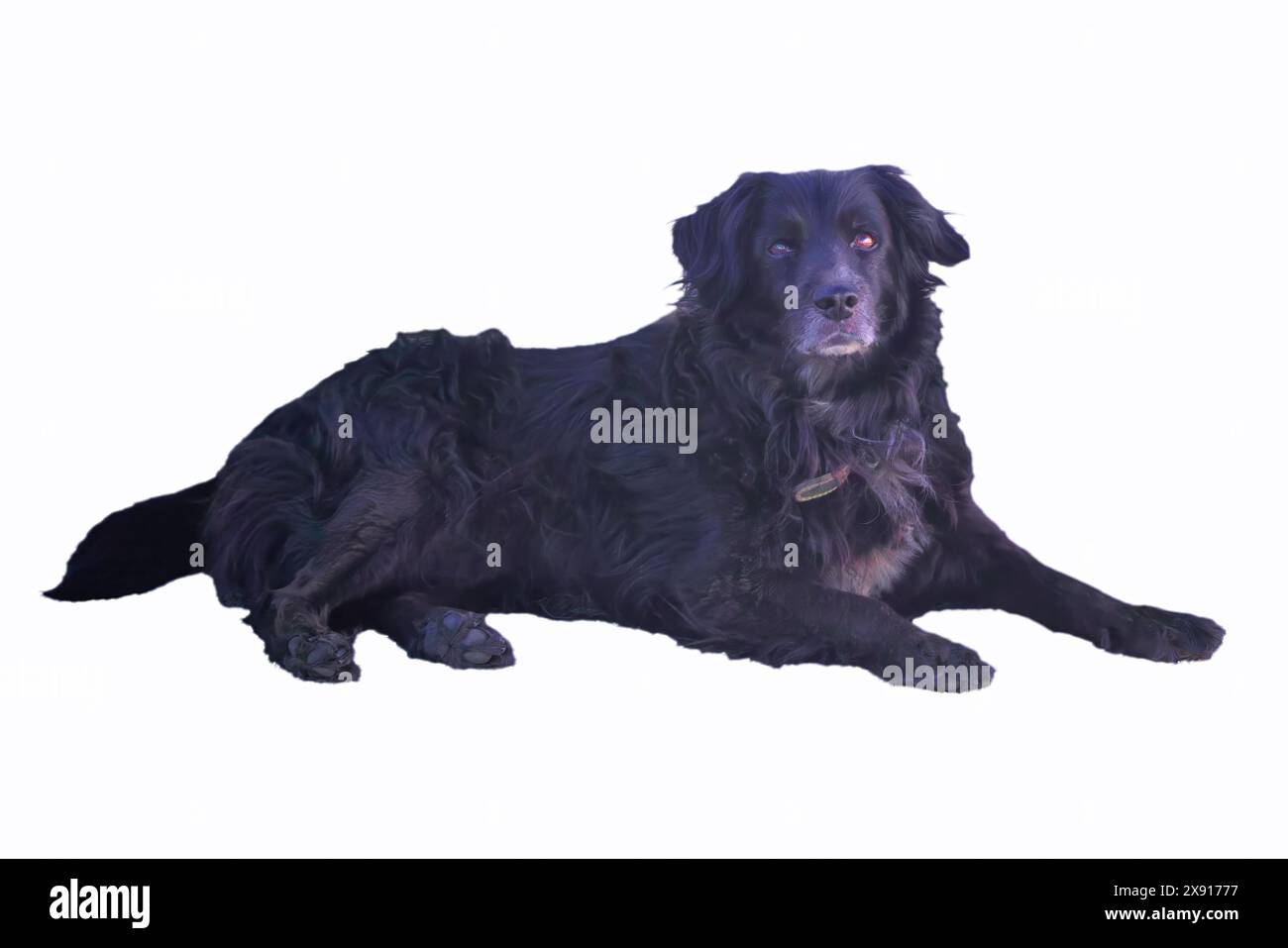 Big black guard dog Cut Out Stock Images & Pictures - Alamy