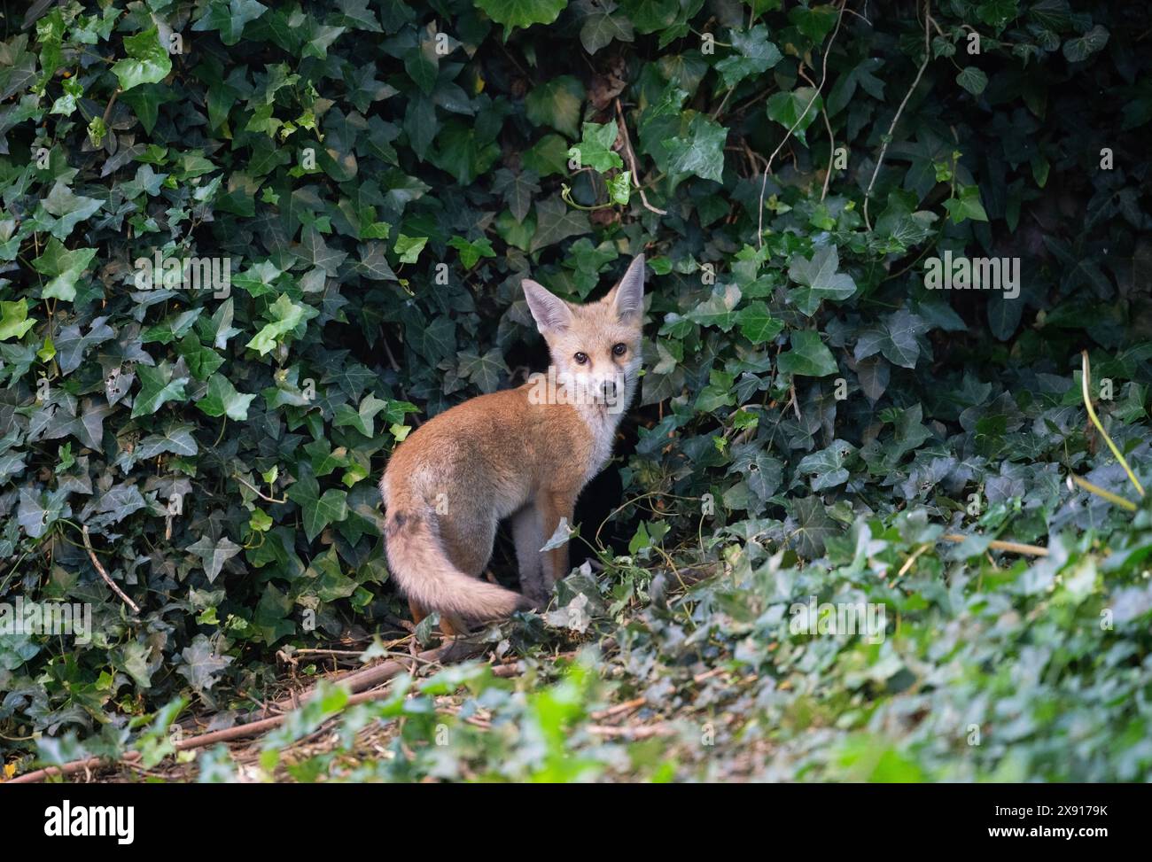 Red Fox cub, Vulpes vulpes, in garden next to the entrance to its den ...