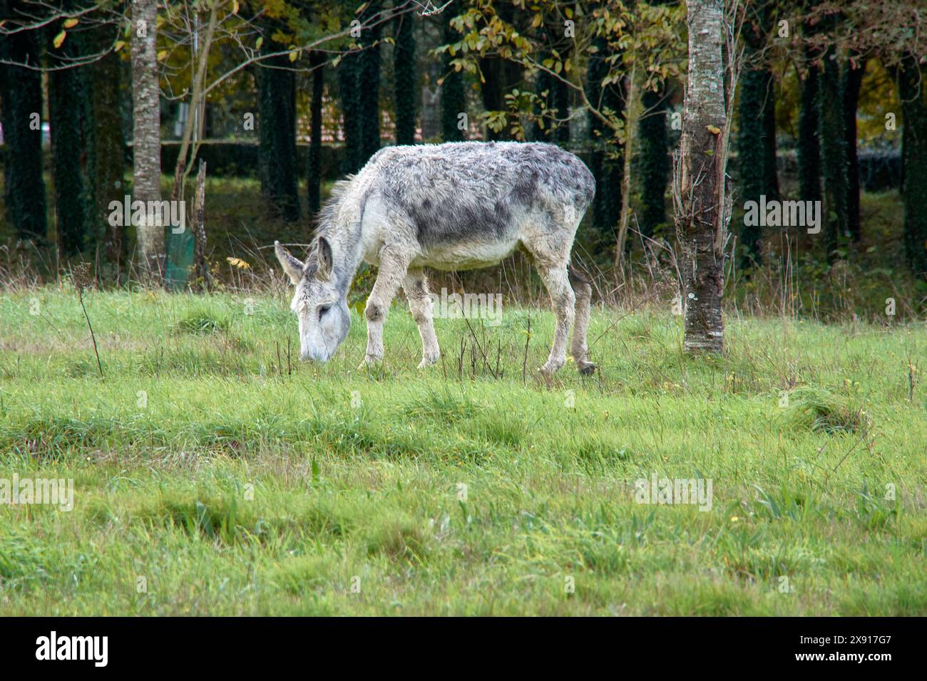Serene grey donkey feeds on the lush green grass in a tranquil forest ...