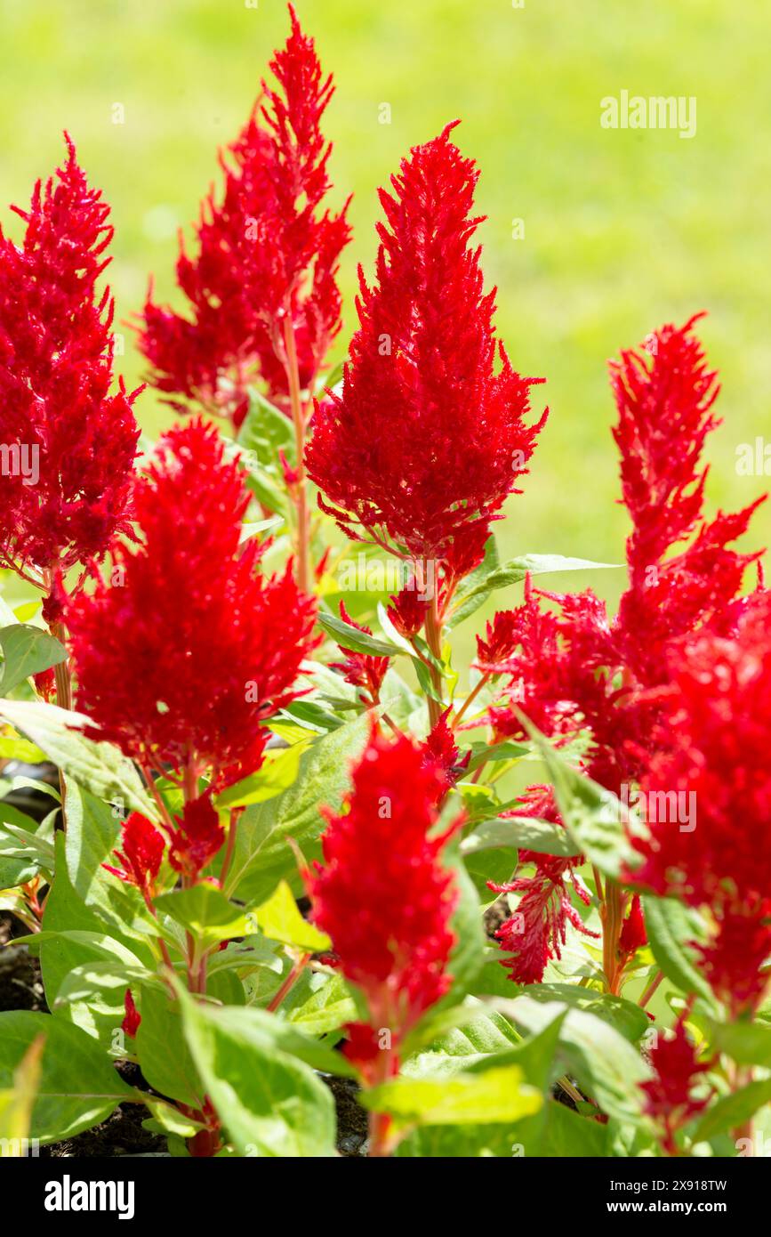 Celosia flower hi-res stock photography and images - Alamy