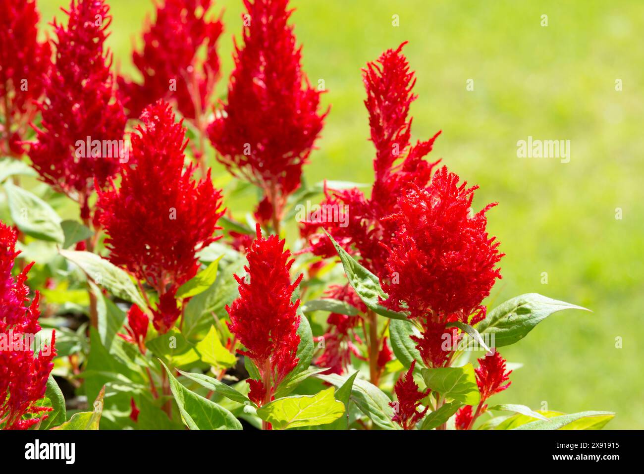 Celosia flower hi-res stock photography and images - Alamy