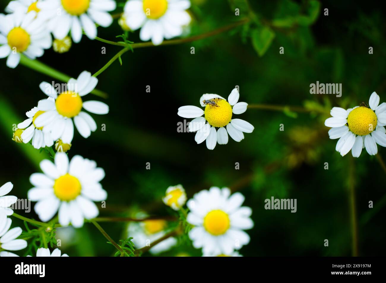 Wild daisy flowers growing on meadow, white chamomiles on green grass ...