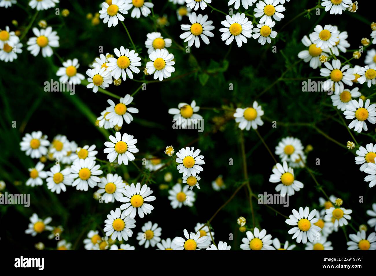Wild daisy flowers growing on meadow, white chamomiles on green grass ...