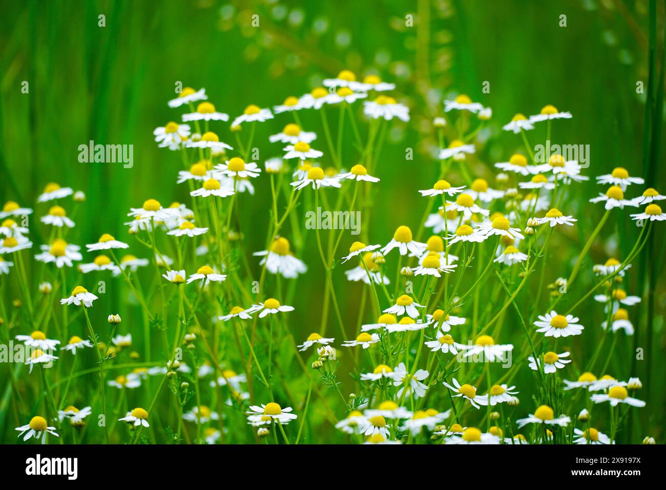 Wild daisy flowers growing on meadow, white chamomiles on green grass ...