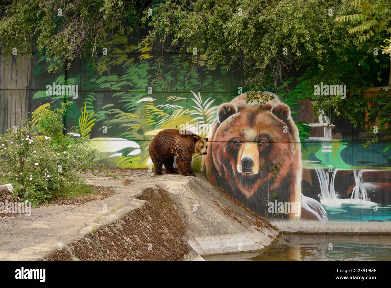 Eurasian brown bear Ursus arctos arctos by a concrete wall with bear portrait painting in its ...