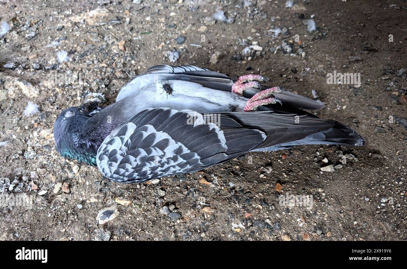 Dead Pigeon Bird on Gravel Ground Passed Away Naturally Stock Photo - Alamy