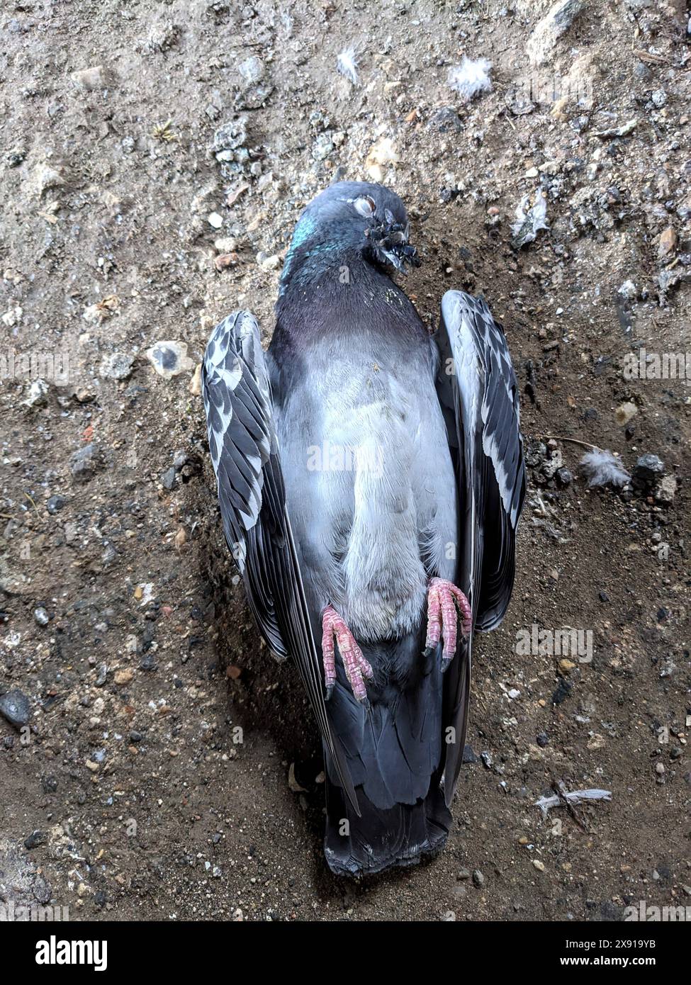 Dead Pigeon Bird on Gravel Ground Passed Away Naturally Stock Photo - Alamy
