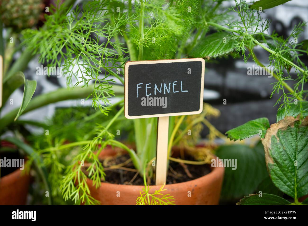 Fennel plant with text displaying name- chalk on blackboard Stock Photo ...