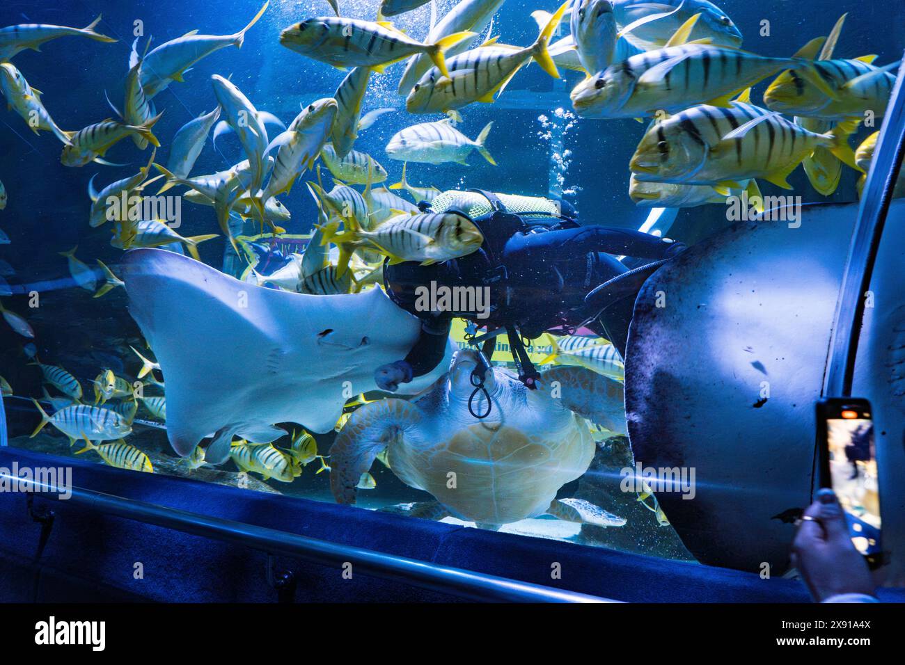 Kuala Lumpur, Malaysia - May 7, 2024 : A diver feeding tortoise, fishes ...
