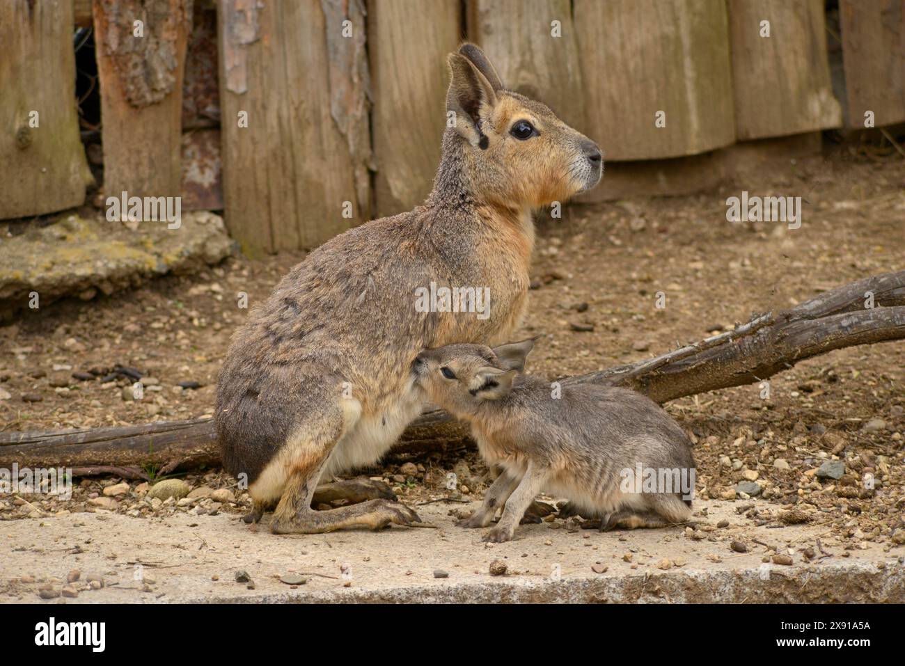 Patagonian mara nursing its young hi-res stock photography and images ...