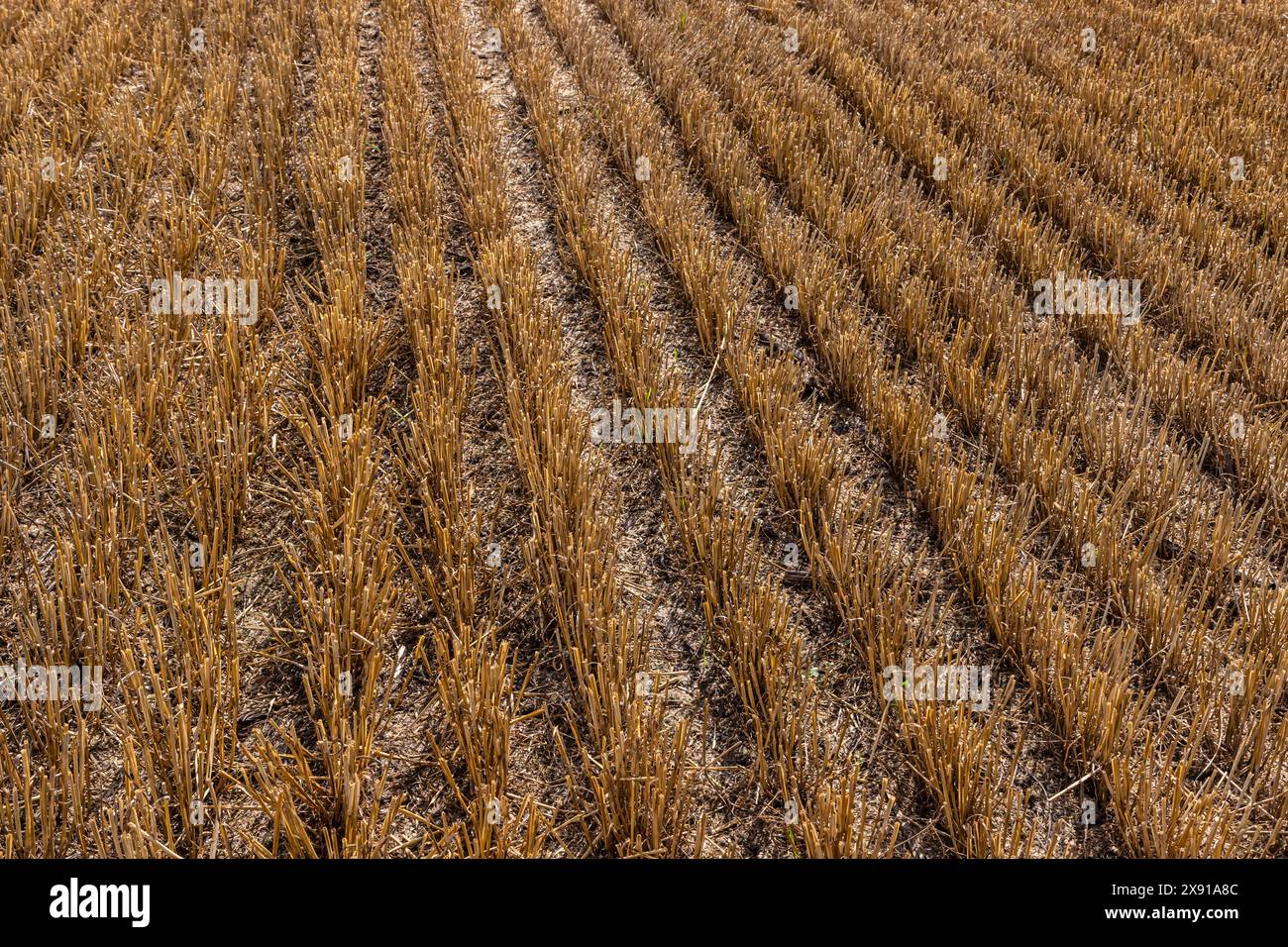 Stubble in the field after harvest. Cut stalks of cereals in the field ...