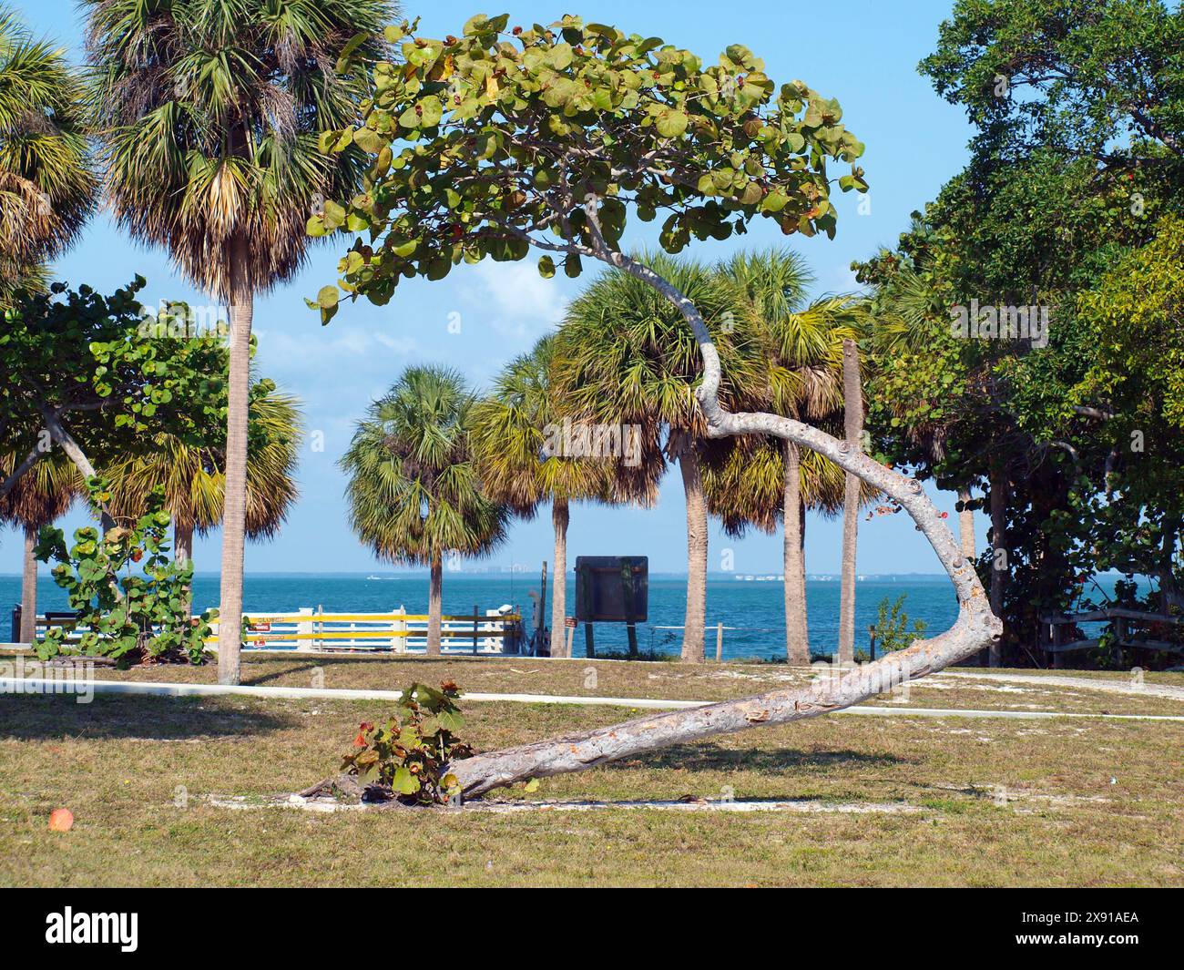 Tree with a rare, twisted shape in the island of Key Biscayne (probably ...