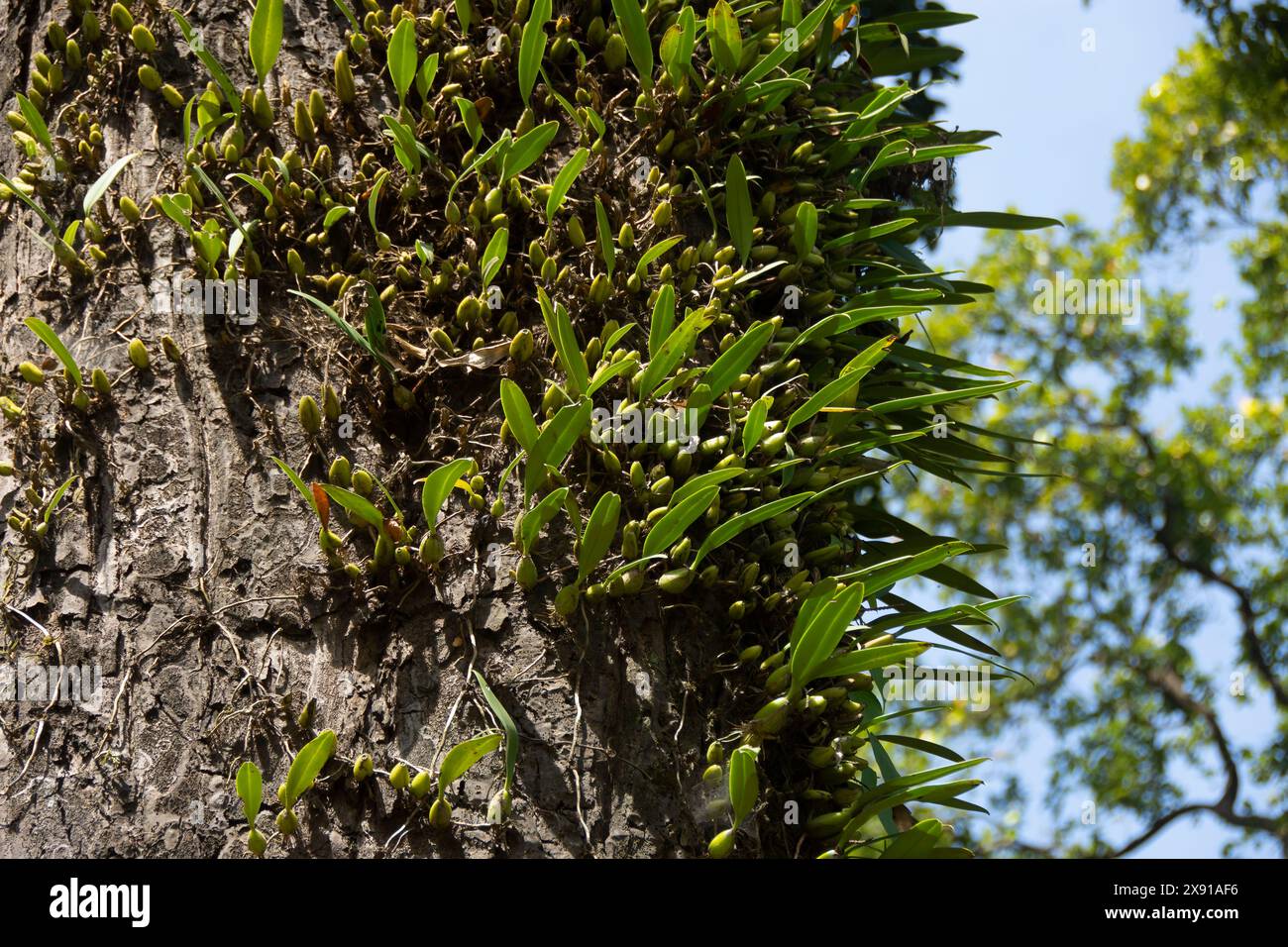 Coelogyne nitida is a species of orchid in the Coelogyne genus ...
