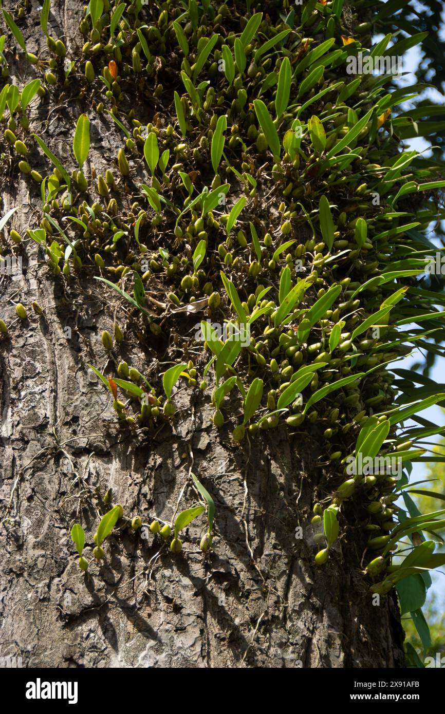 Coelogyne nitida is a species of orchid in the Coelogyne genus ...