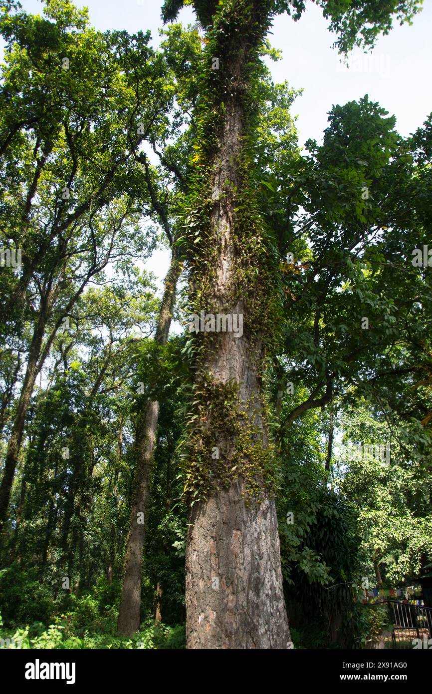Coelogyne nitida is a species of orchid in the Coelogyne genus ...