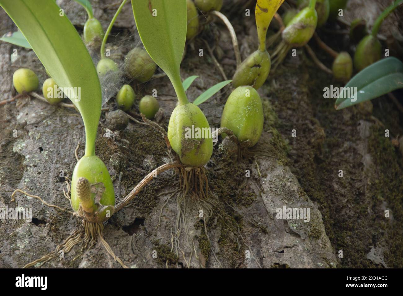 Coelogyne nitida is a species of orchid in the Coelogyne genus ...