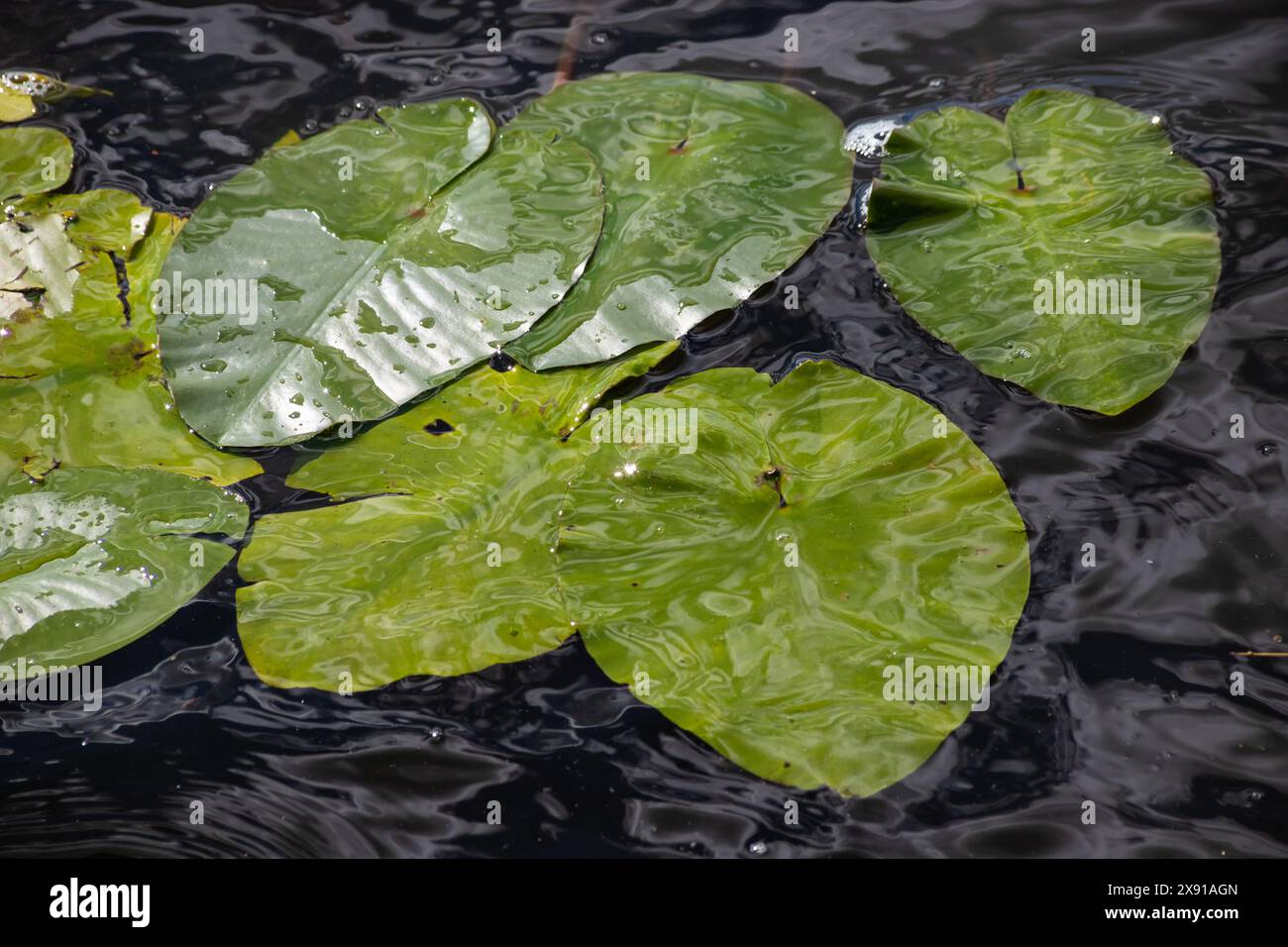 Water lily leaves and yellow water lily bond lily flowers. Photographed ...