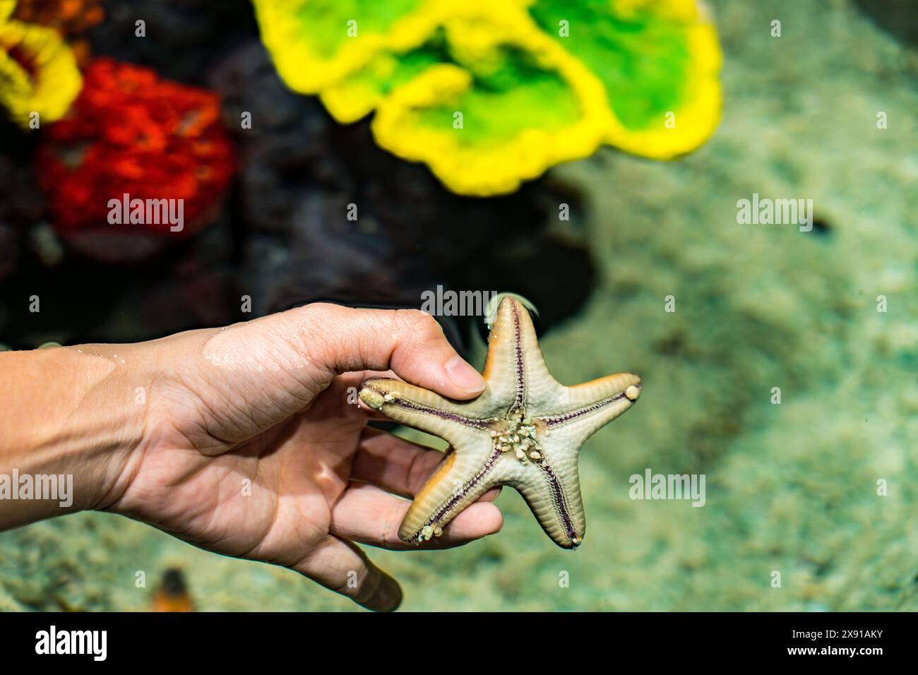 Chocolate Chip StarFish from ocean in the Hands of a human with coral ...
