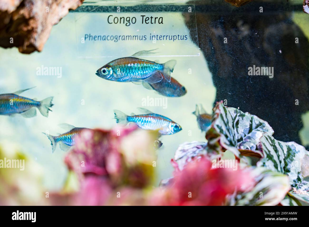 Beautiful Colorful Fish in the Colorful Coral Reef in an Ocean with ...