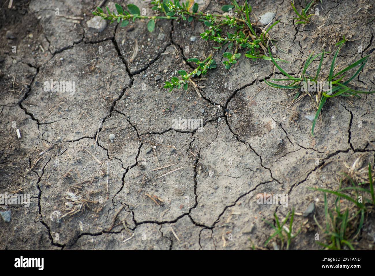 Earth grass soil background texture hi-res stock photography and images ...
