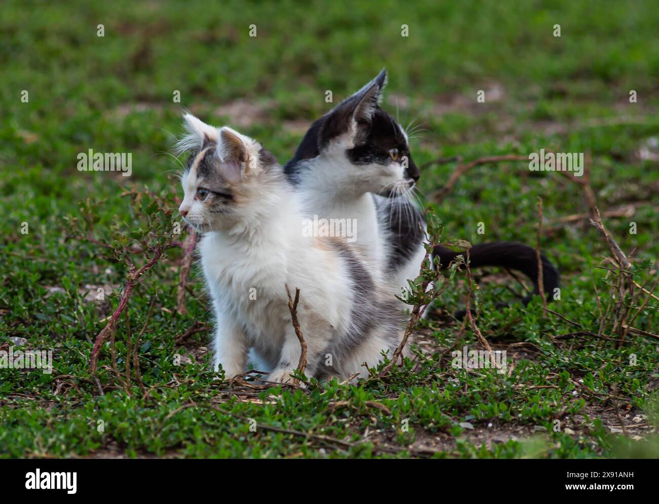 Little kitten. Baby Cat playing on open air. Funny Pet living on the ...