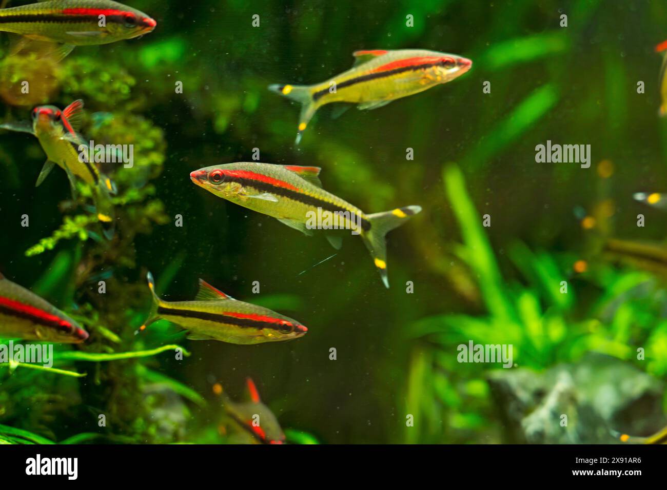 Beautiful Colorful Fish in the Colorful Coral Reef in an Ocean with ...