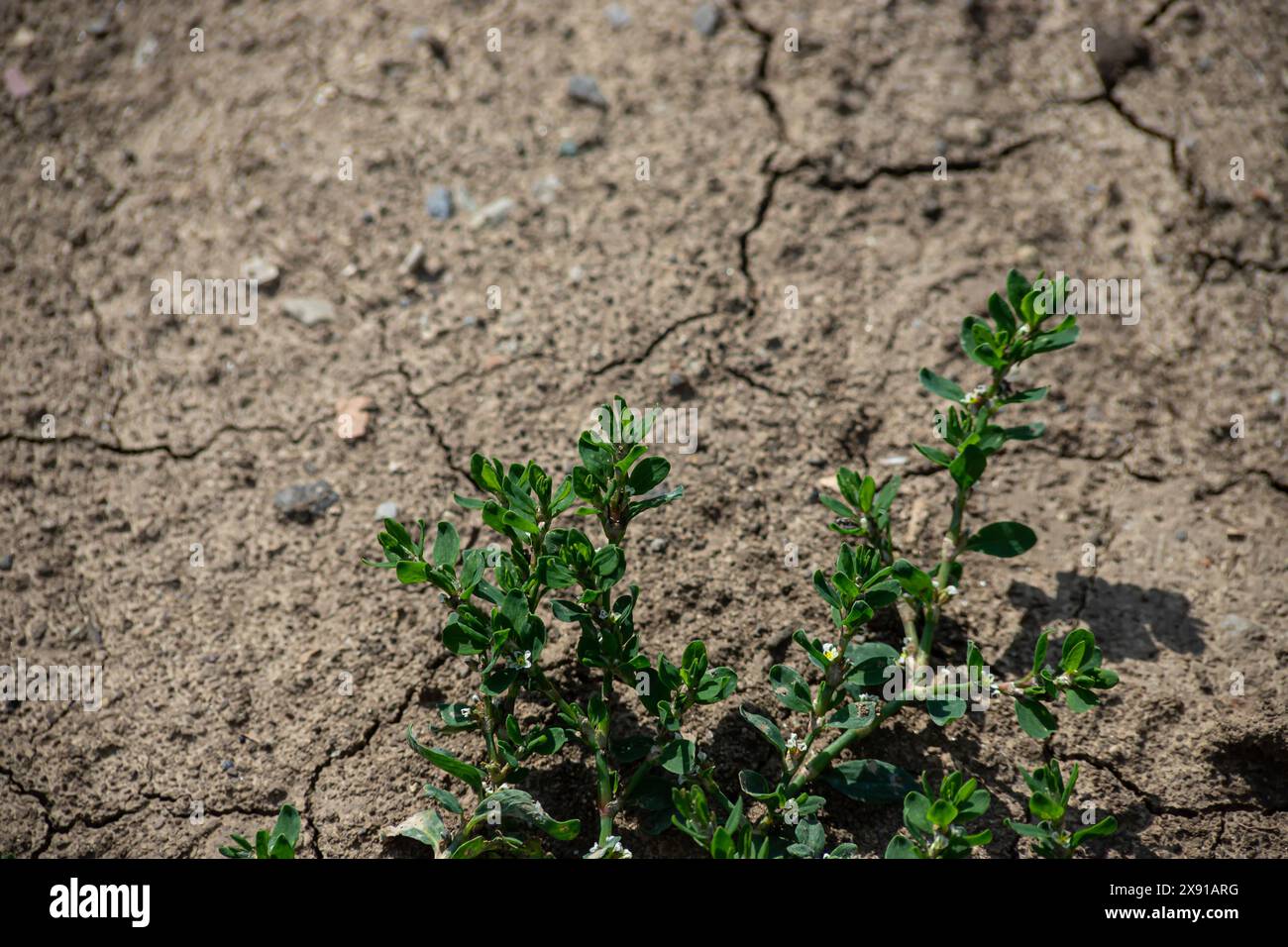 Earth grass soil background texture hi-res stock photography and images ...