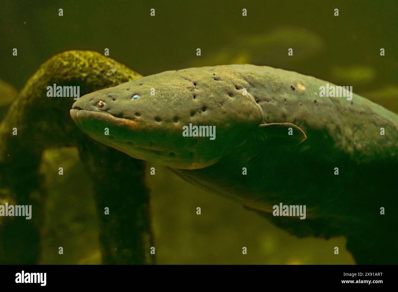 Big Electric Eel Knife Fish in the South China Sea captured Stock Photo ...