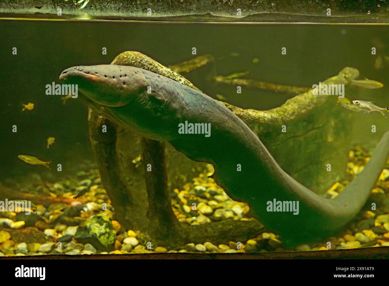 Big Electric Eel Knife Fish in the South China Sea captured Stock Photo ...