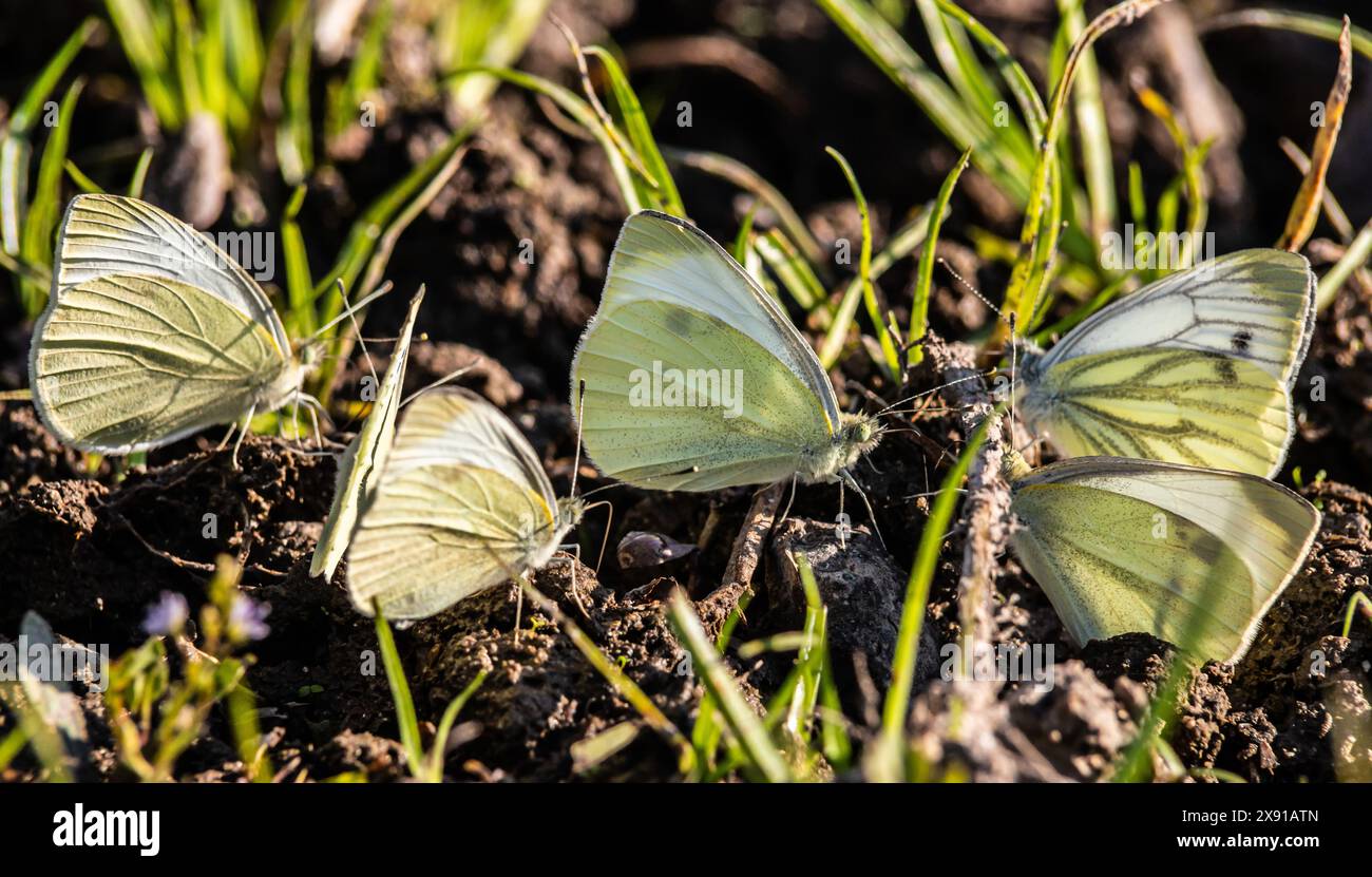 In hot summer day group of butterflies spends time by the river ...