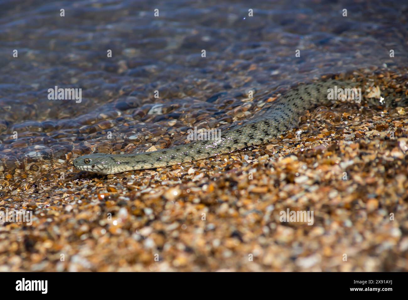 Natrix tessellata water snake on the beach Stock Photo - Alamy
